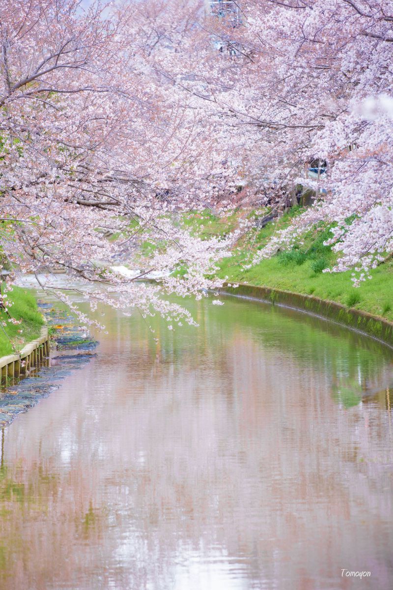 Spring daylight ③ | GANREF