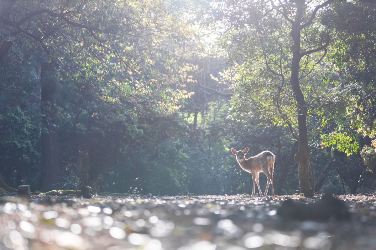 sunny shiny morning | GANREF