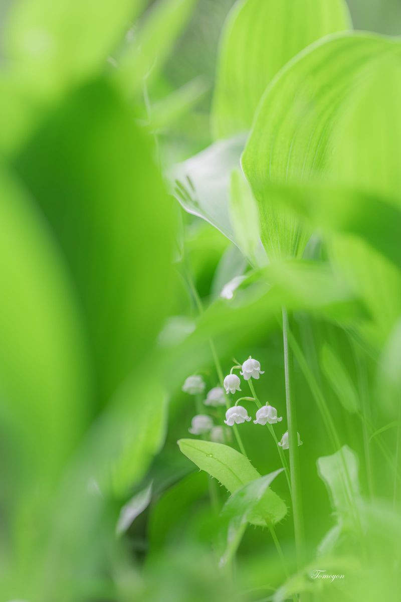 Small bell ② | GANREF