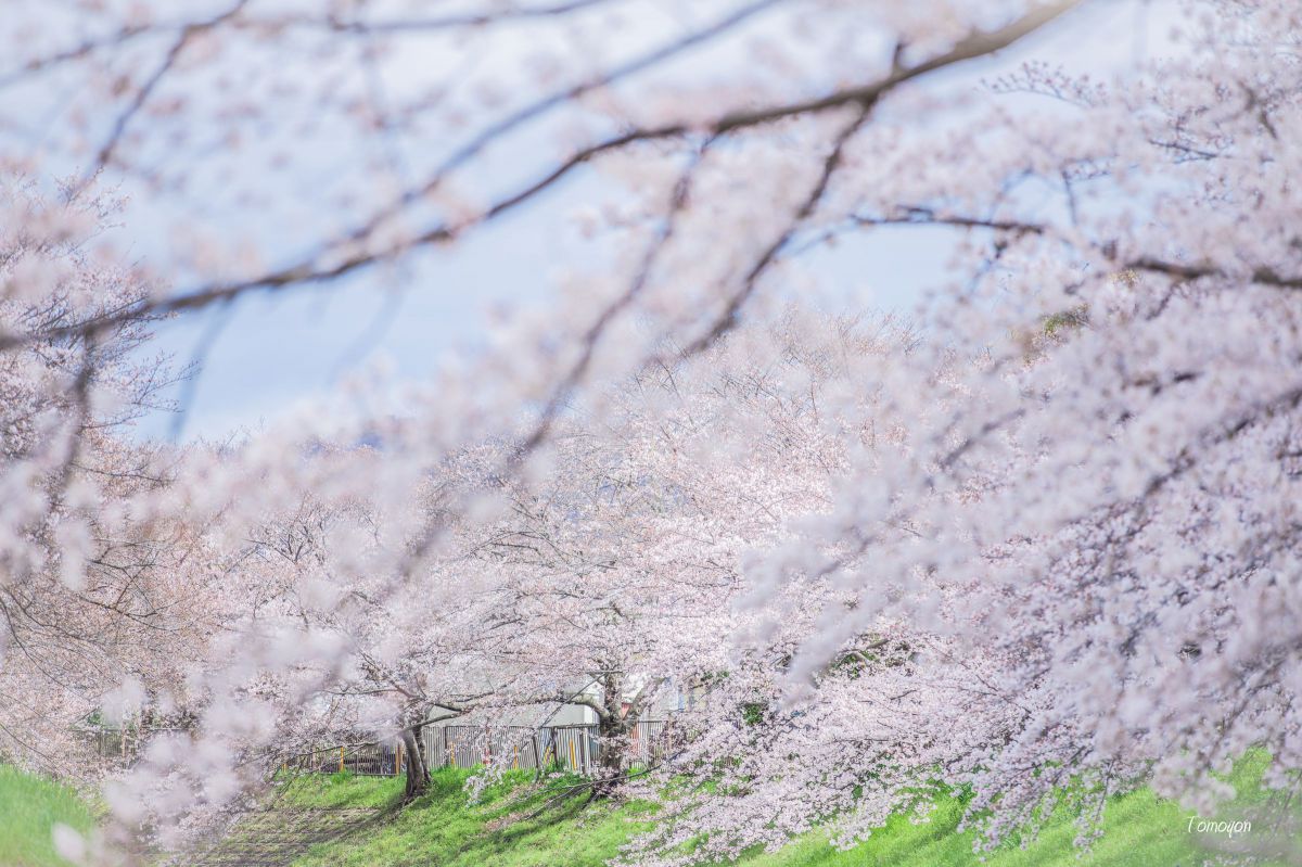 Spring daylight ① | GANREF