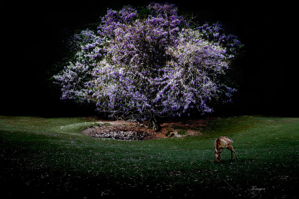 full blooming wisteria ① | GANREF