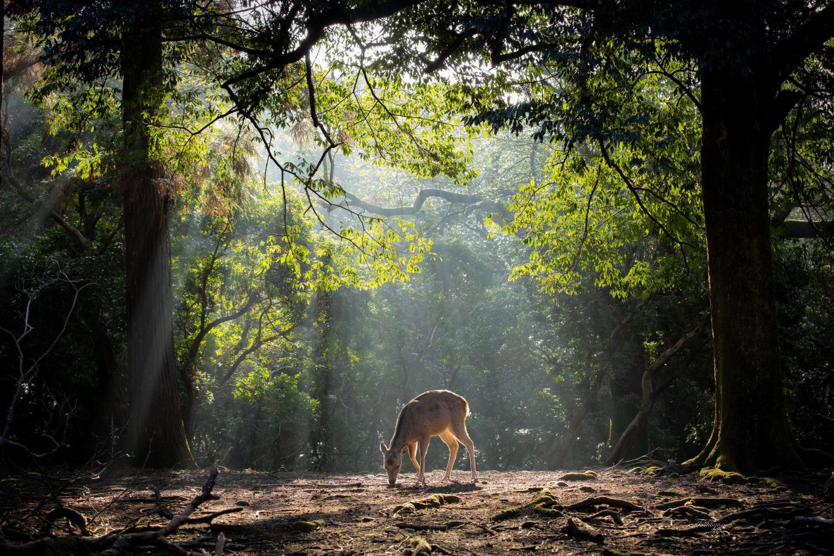 Shower of light ④ | GANREF