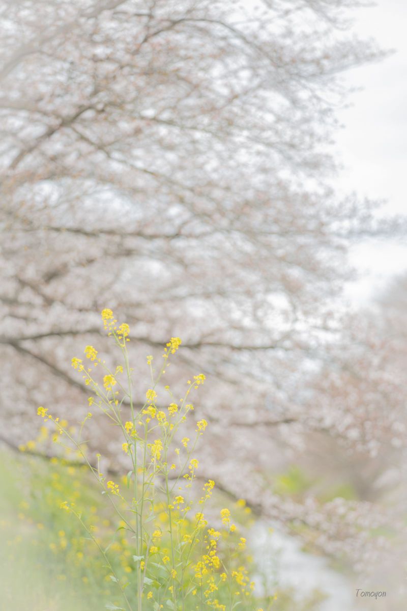 Spring daylight ⑨ | GANREF