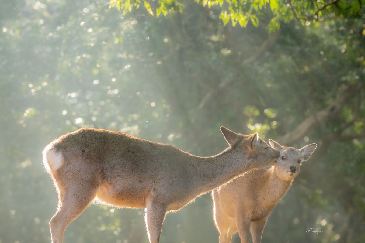 Shower of light ③ | GANREF