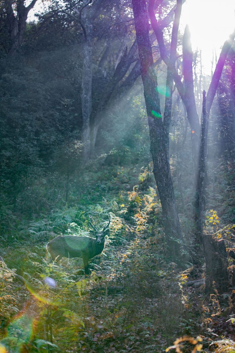 Crystal shine | GANREF