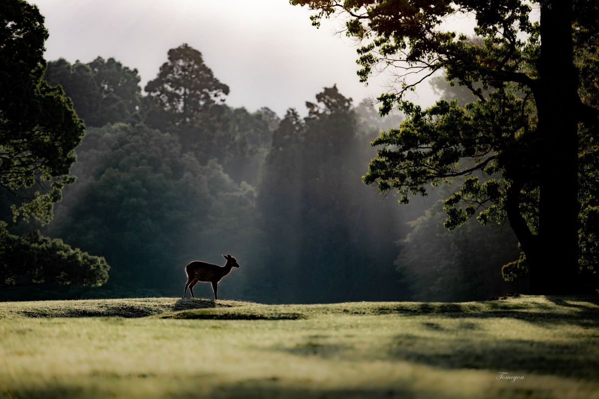 The falling light | GANREF