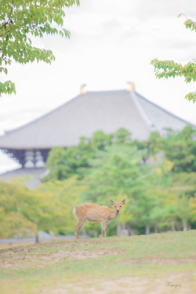 with Todaiji Temple | GANREF