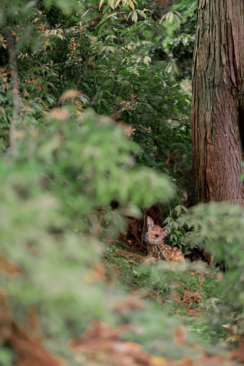 hide-and-seek | GANREF