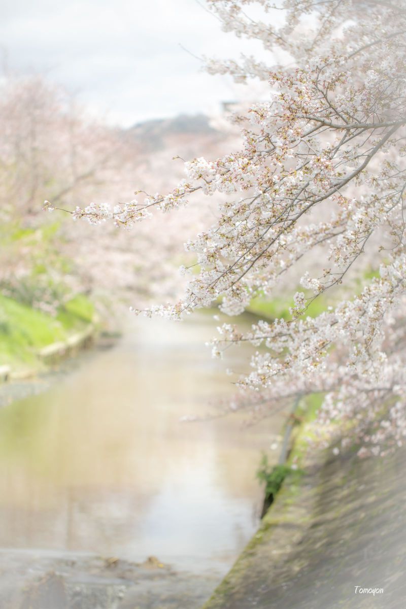 Spring daylight ⑦ | GANREF