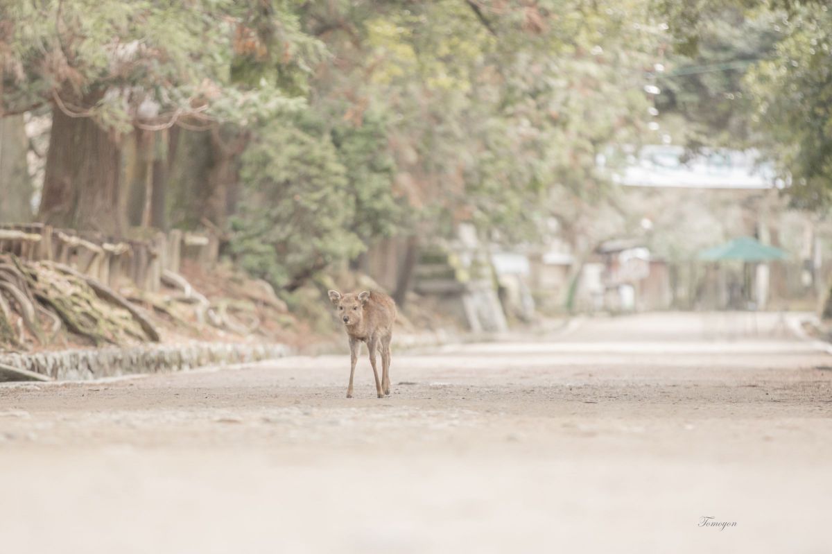 Take a walk alone | GANREF