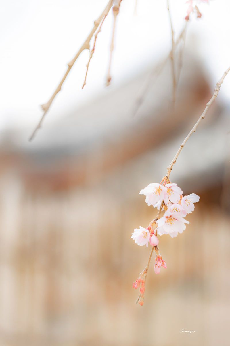 season of graduation | GANREF