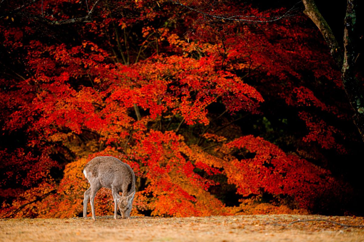 Last autumn ③ | GANREF