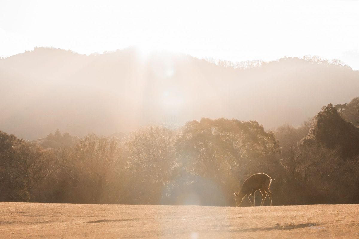 falling light | GANREF