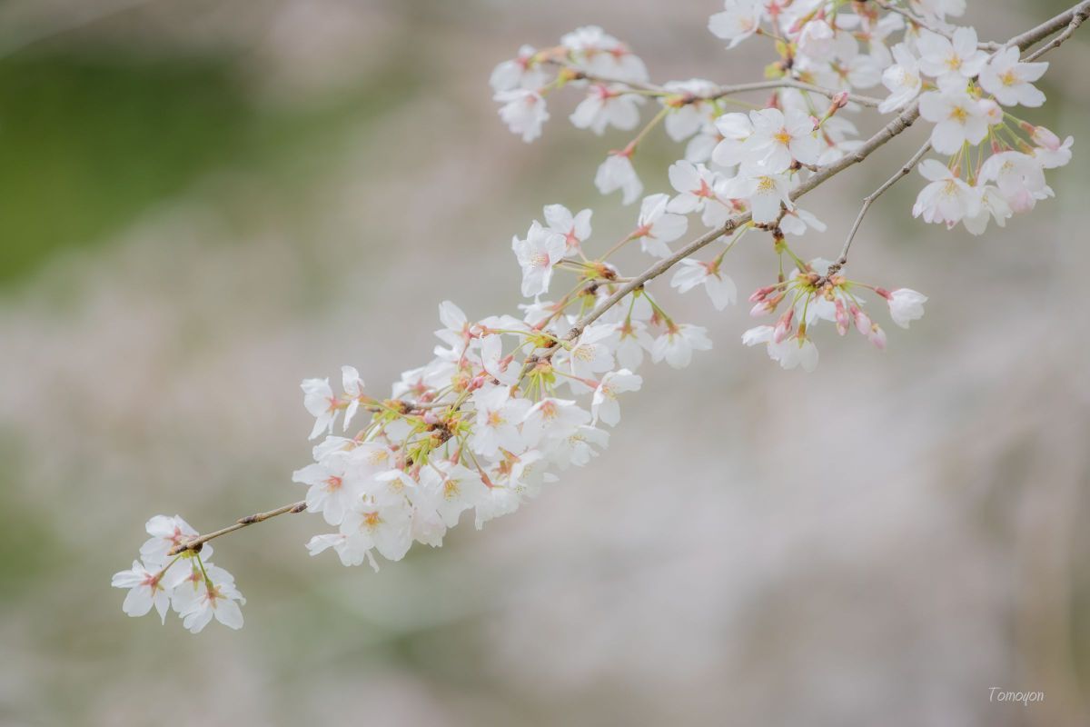 Spring daylight ⑧ | GANREF