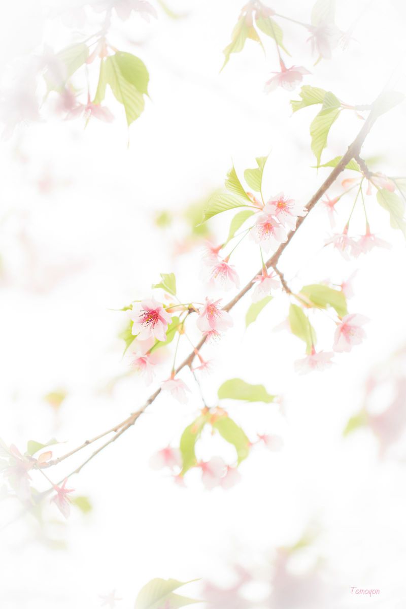 early spring 2020 ① | GANREF