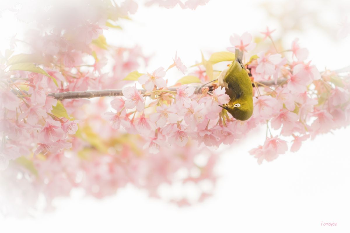 early spring 2020 ⑤ | GANREF