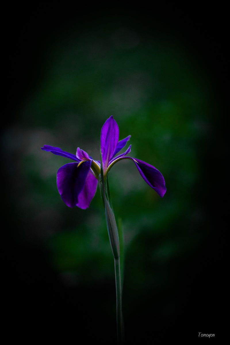 Iris | GANREF