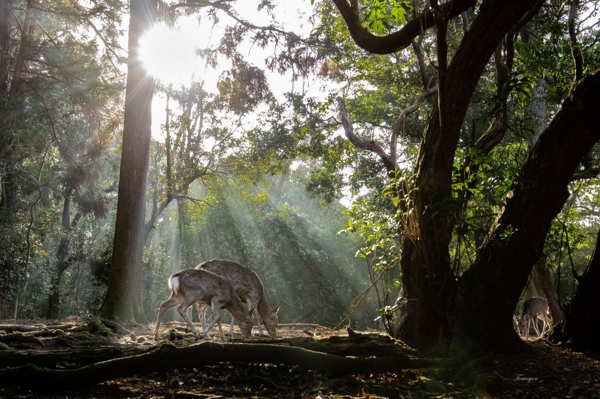 Shower of light ② | GANREF