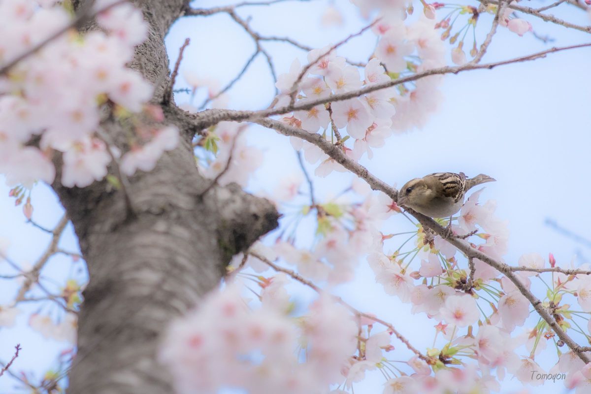 Spring daylight ⑥ | GANREF