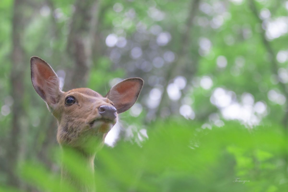 in the rainy forest ④ | GANREF