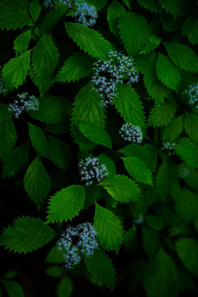 Hydrangea hirta | GANREF
