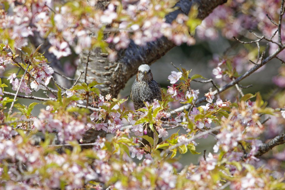 Mild life ～ゆるゆる撮影記～ 13 | GANREF