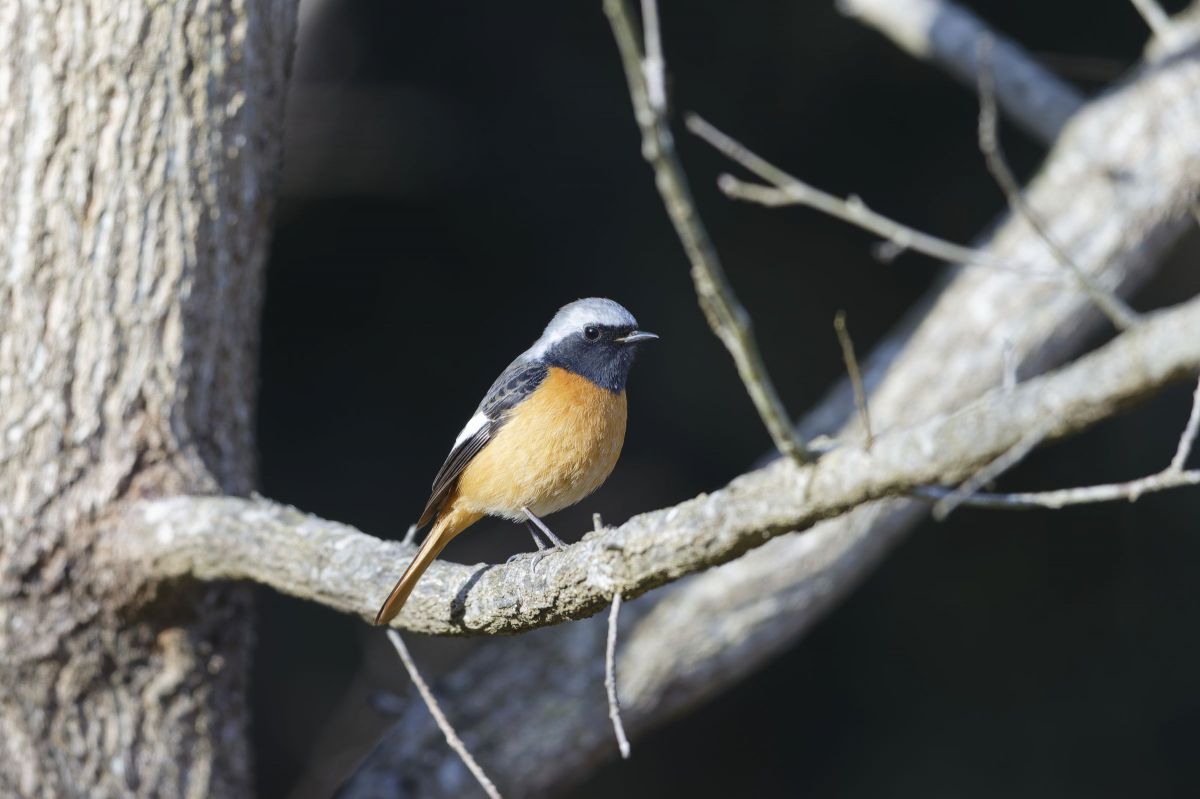 Mild life ～ゆるゆる撮影記～ 8 | GANREF