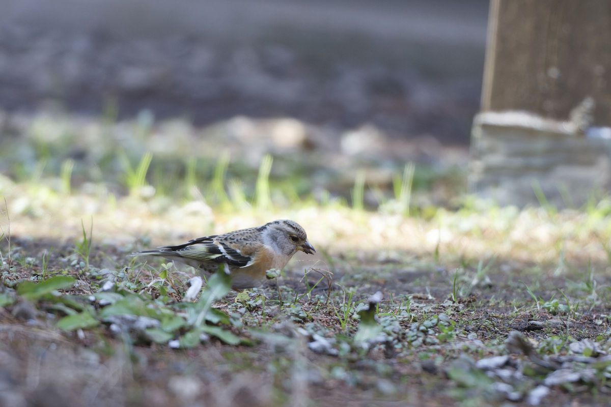 Mild life ～ゆるゆる撮影記～ 5 | GANREF