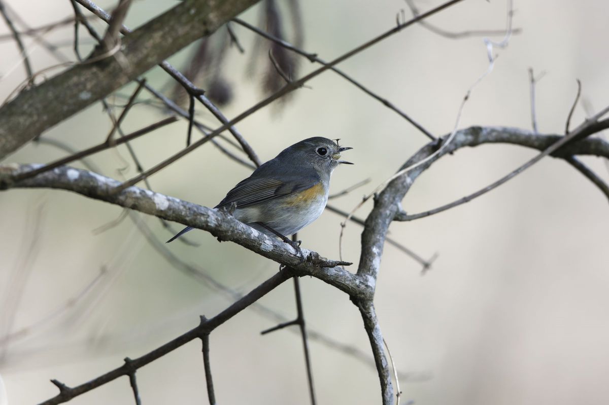 Mild life ～ゆるゆる撮影記～ 7 | GANREF