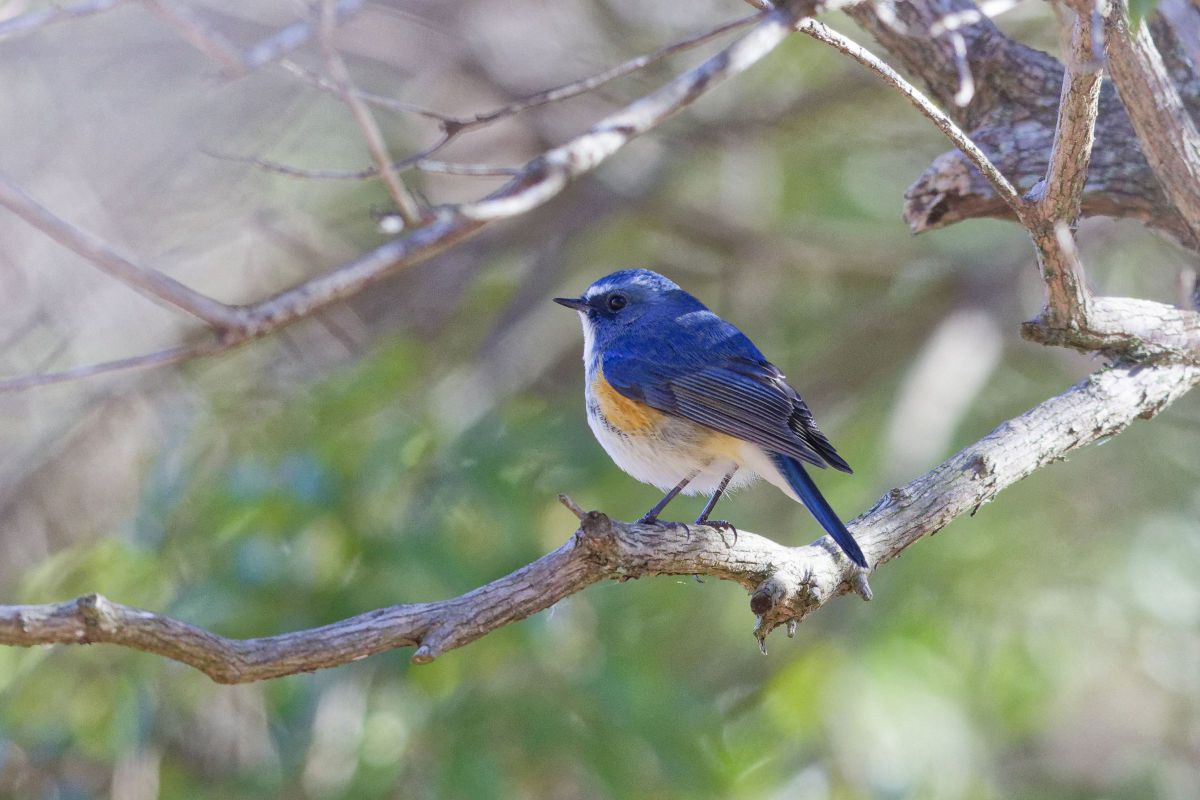 Mild life ～ゆるゆる撮影記～ 16 | GANREF