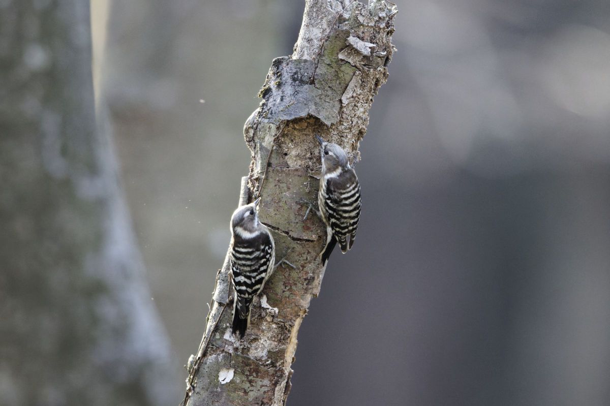 Mild life ～ゆるゆる撮影記～ 12 | GANREF