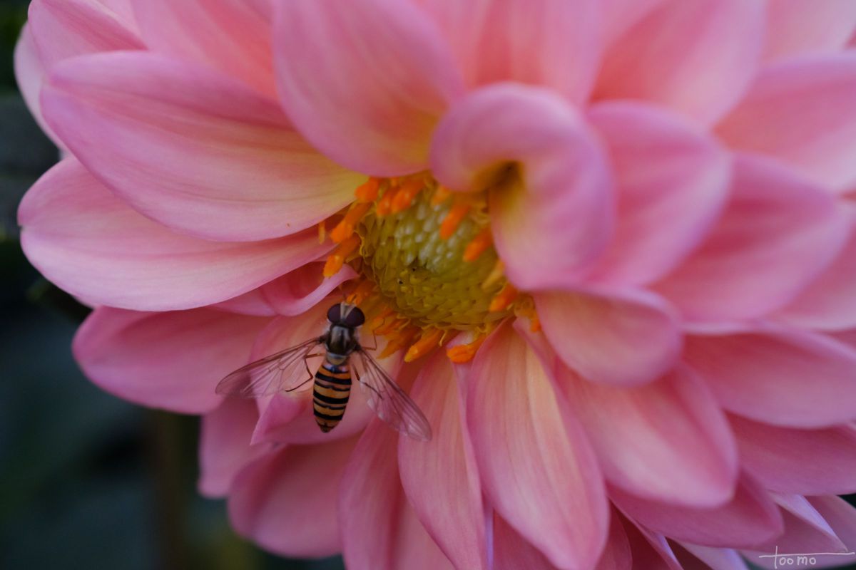 micro world | GANREF