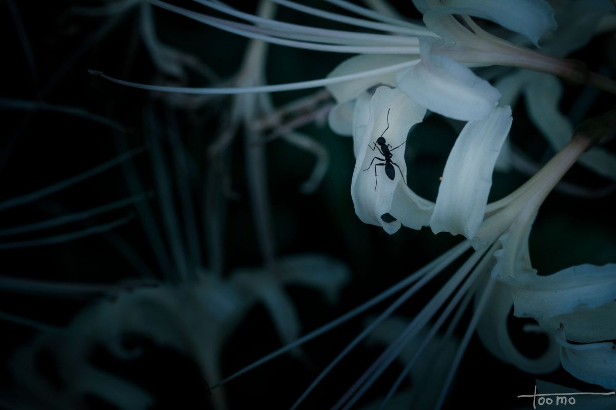 micro world | GANREF