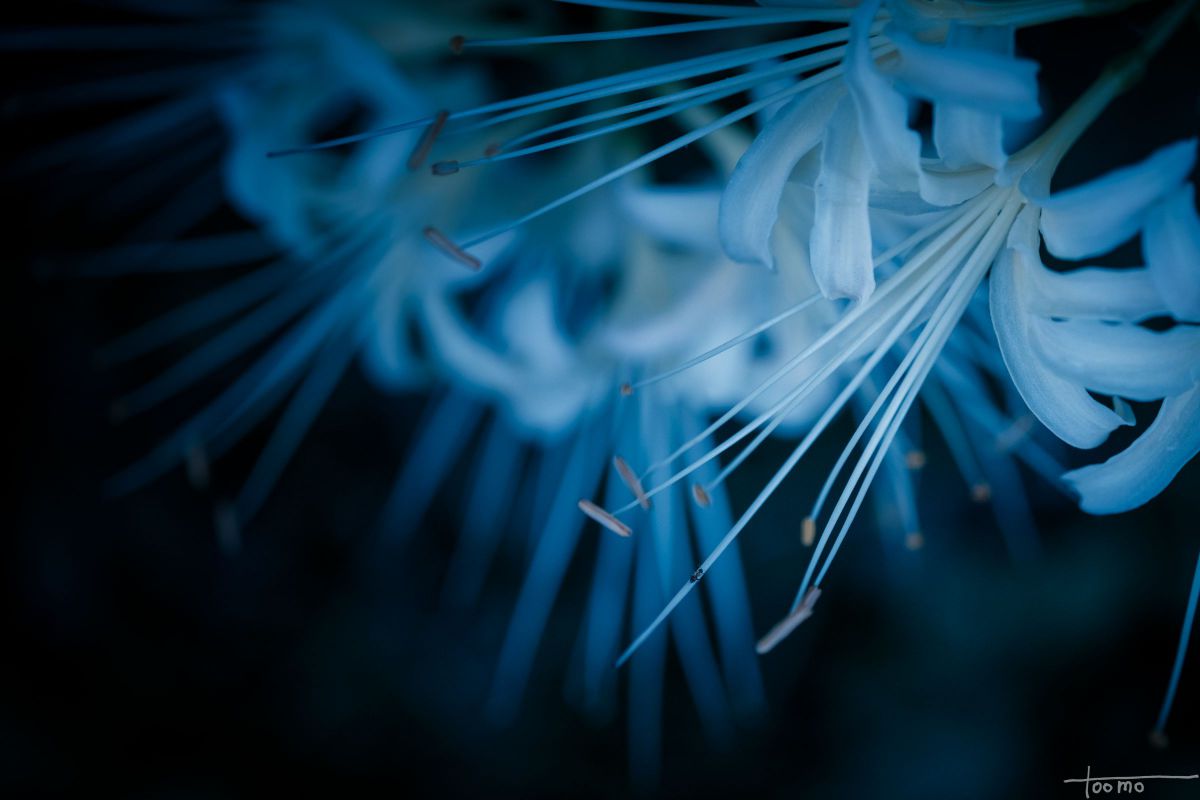 micro world | GANREF