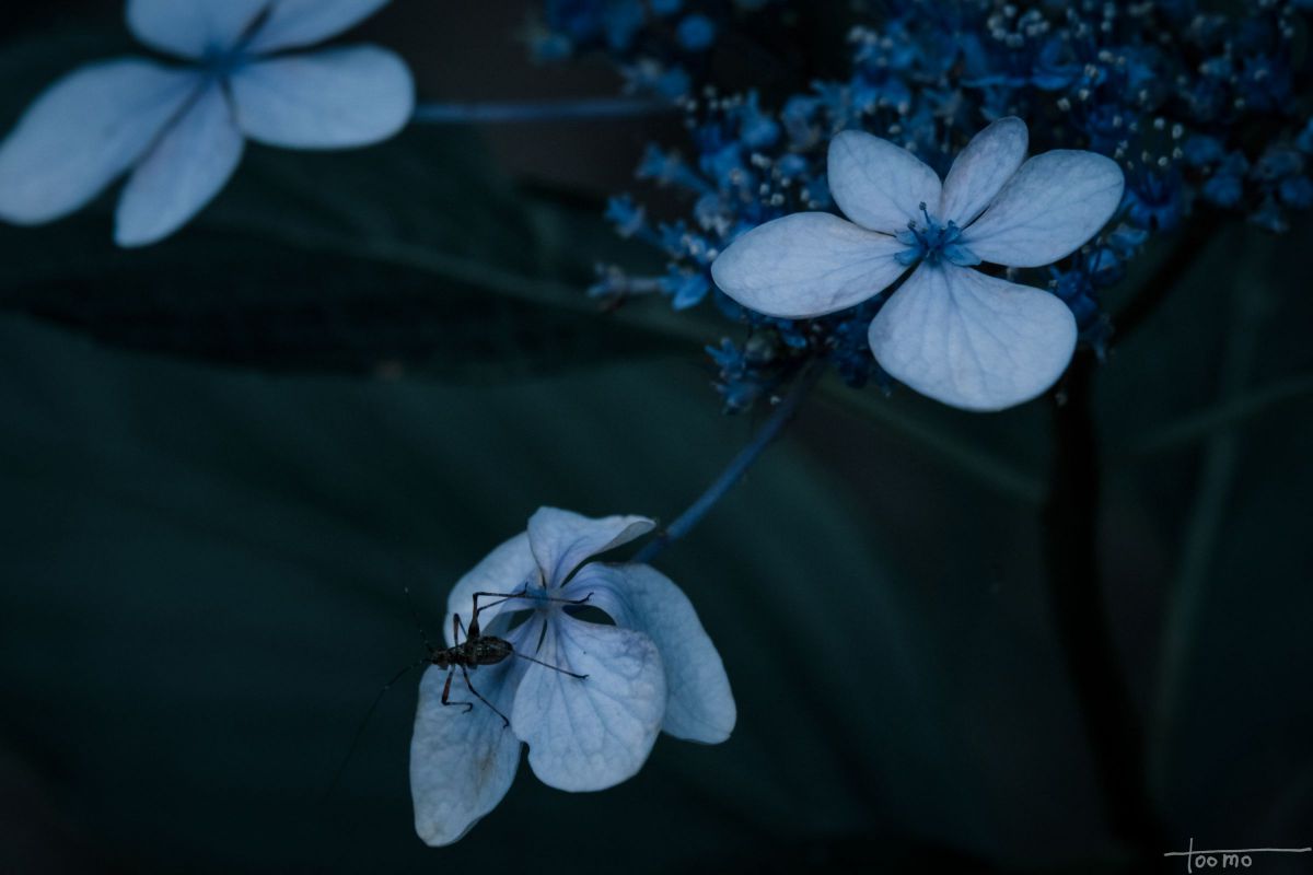 micro world | GANREF