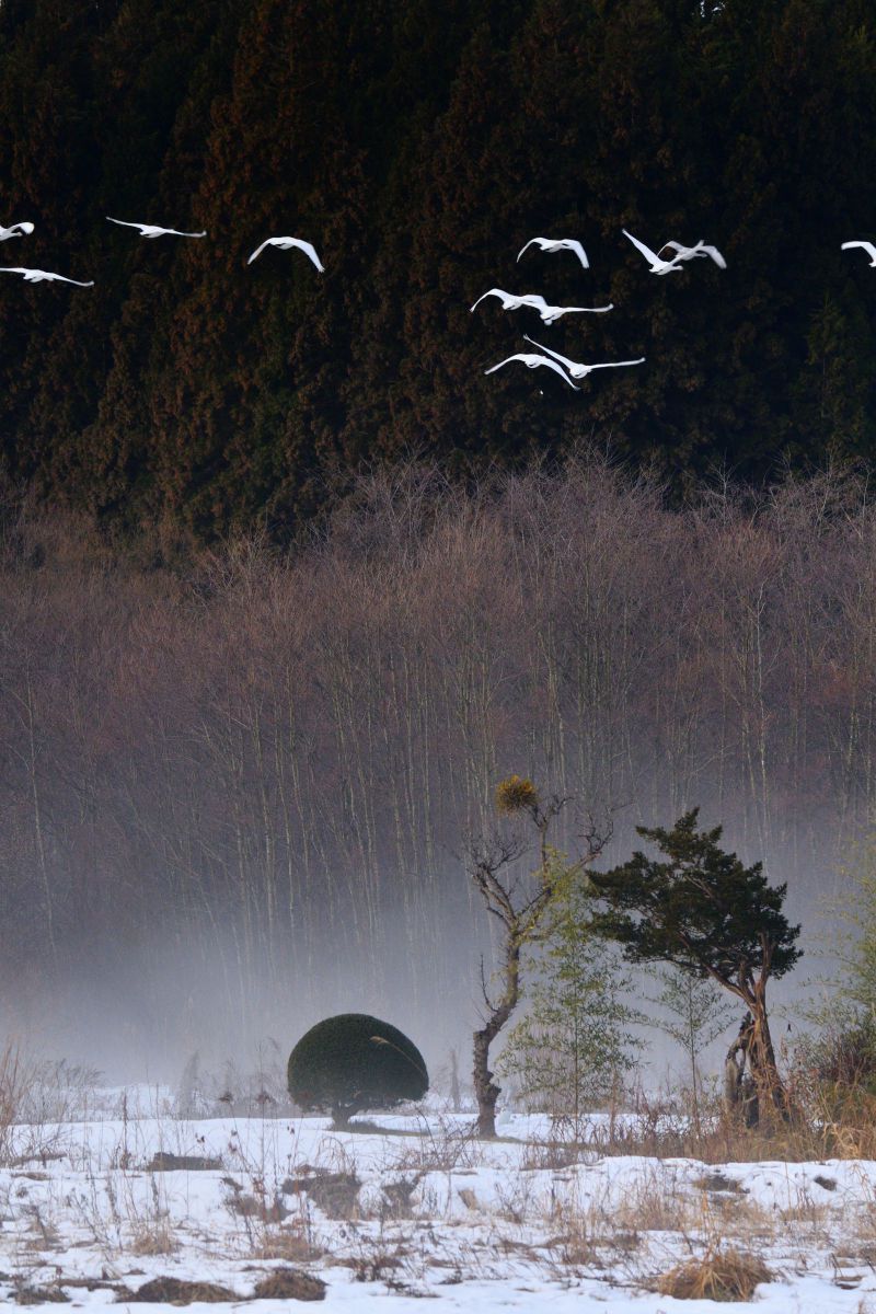 冬の使者 19 | GANREF