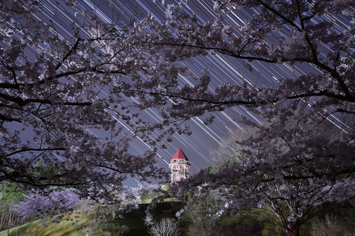 真夜中の観桜会 | GANREF