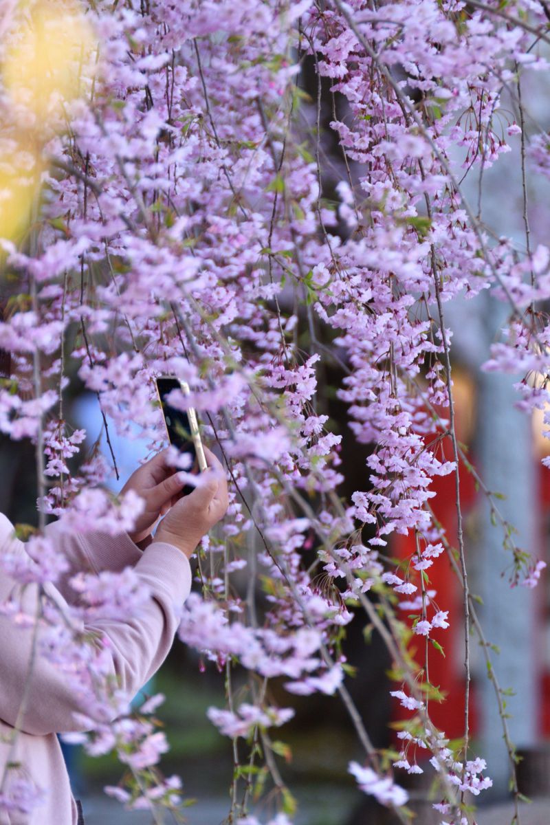 どんな写真が撮れたかな | GANREF