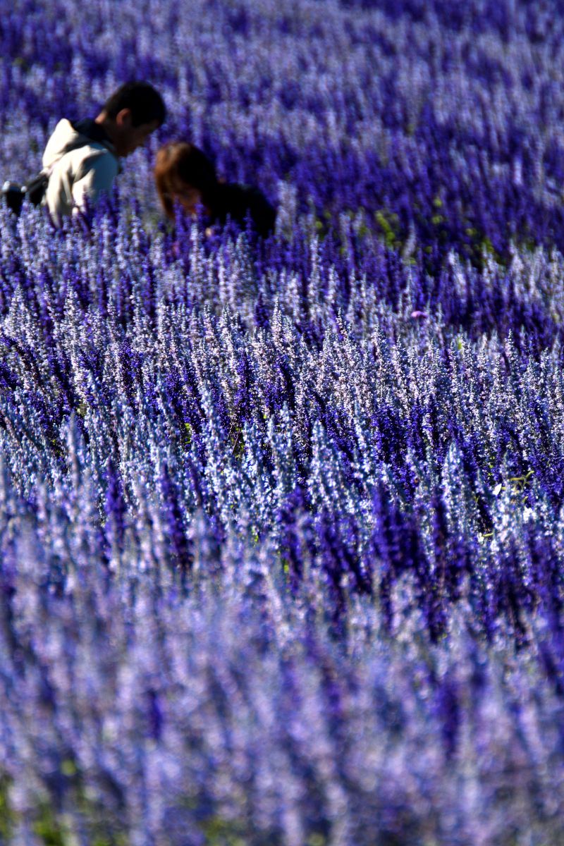 青紫の世界 | GANREF