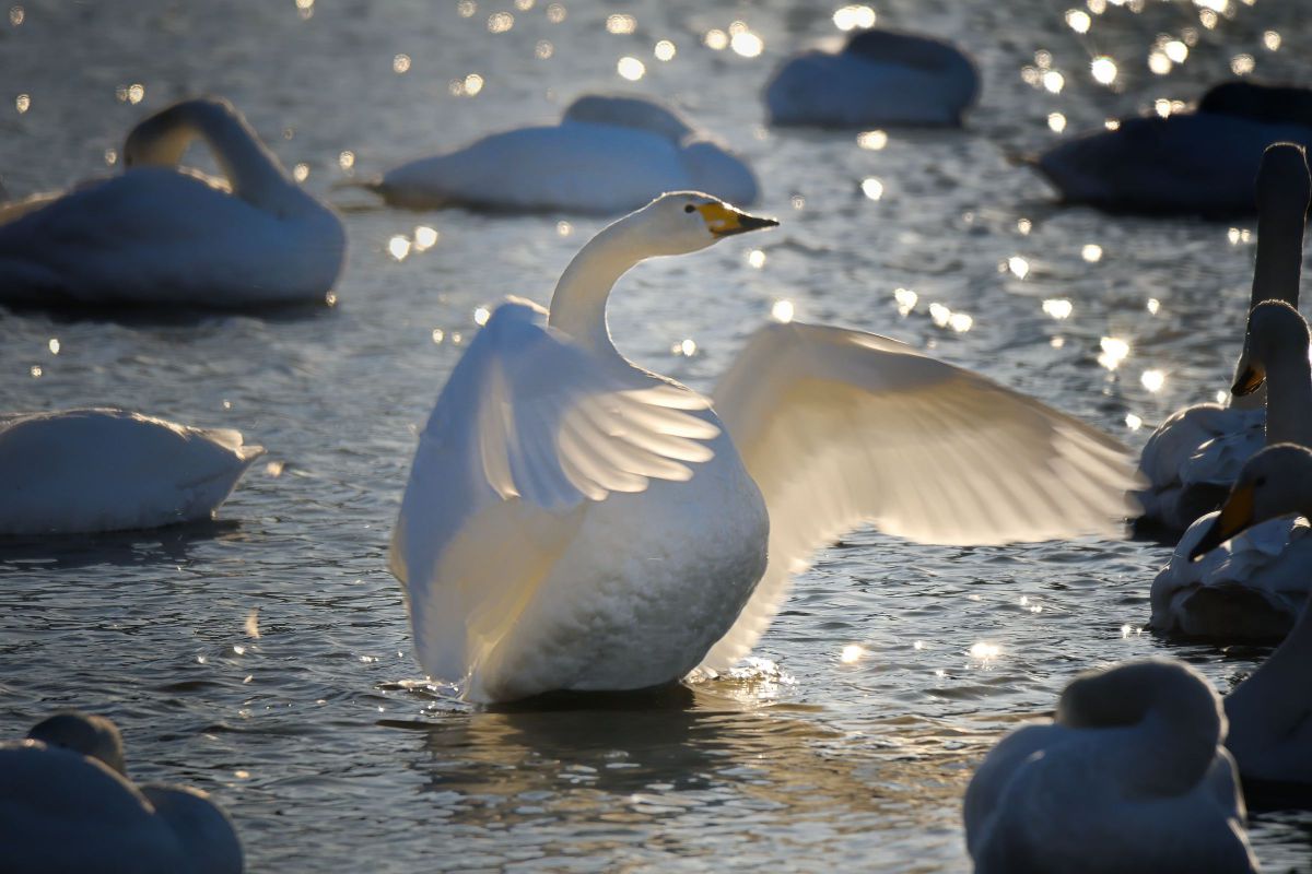 冬の使者 25 main character | GANREF