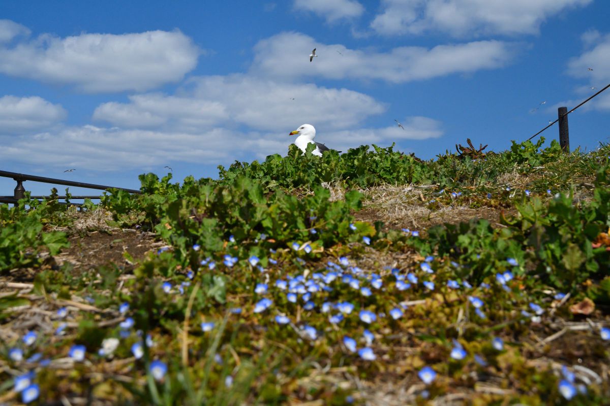 青と青の間で | GANREF