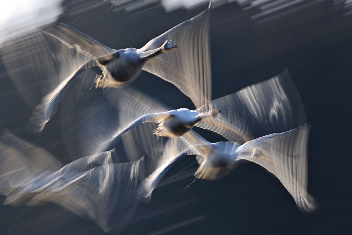 dynamic flying birds | GANREF