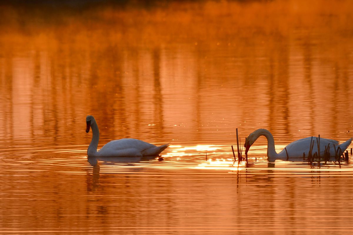 HOTなつがい | GANREF