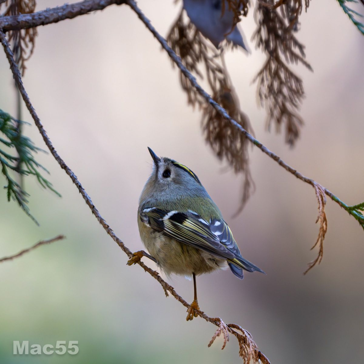 キクイタダキさん | GANREF