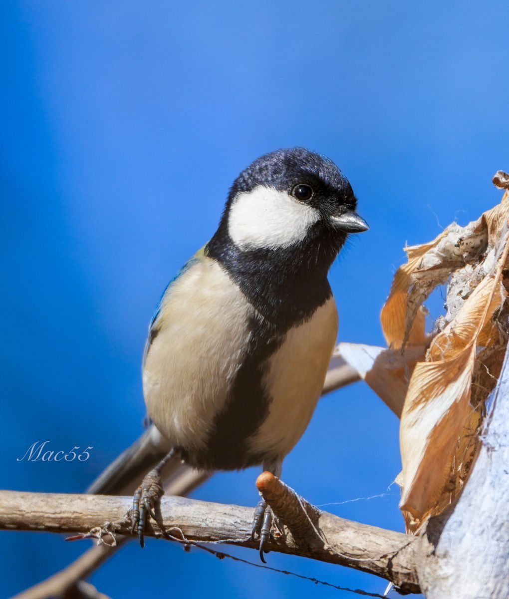 ジジュウカラさん | GANREF