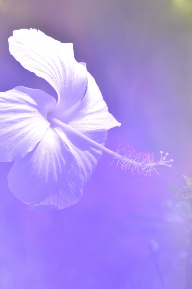 Hawaiian Sweet | GANREF