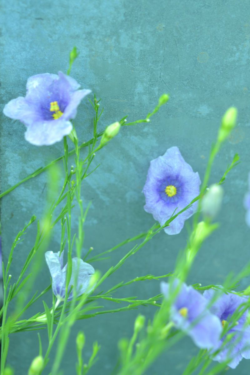 bleu.flower | GANREF