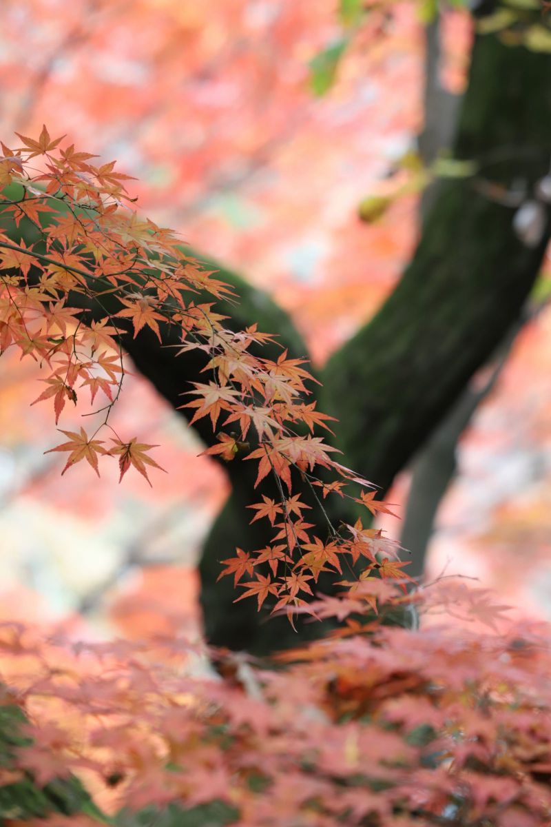 leaves flow | GANREF