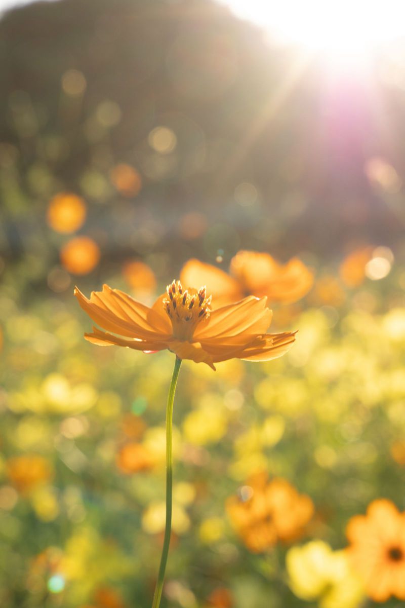 twinkle of cosmos | GANREF