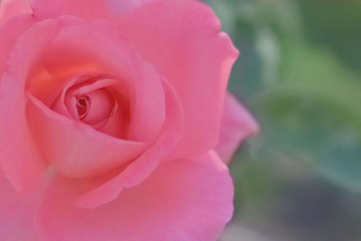 Pink Rose | GANREF